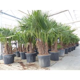 Trachycarpus Fortunei Gruppe mehrst&auml;mmig Palme, winterhart 220 - 260 cm Palmengruppe 3 - 5 St&auml;mme
