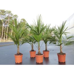 Trachycarpus fortunei 130-160 cm Palme Hanfpalme, winterhart bis -18&deg;C