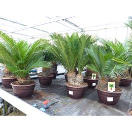 Cycas Revoluta mehrst&auml;mmig Bonsai 65 - 80 cm Palmfarn Sagopalme Palme, innen + au&szlig;en