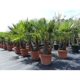 Palmengruppe Trachycarpus Fortunei Palme mehrst&auml;mmig, winterhart 220 cm