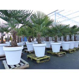 XXL Palme winterhart inkl. Pflanzk&uuml;bel wei&szlig;, 180 - 220 cm Trachycarpus fortunei, Hanfpalme, Top-Qualit&auml;t