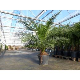 XXL 230 cm Phoenix canariensis, kanarische Dattelpalme &Oslash; 200 cm, winterhart , Top-Qualit&auml;t