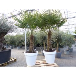 XXL Palme 230 cm Stamm 80 cm Trachycarpus fortunei winterhart inkl. Pflanzk&uuml;bel wei&szlig;, Hanfpalme, Top-Qualit&auml;t