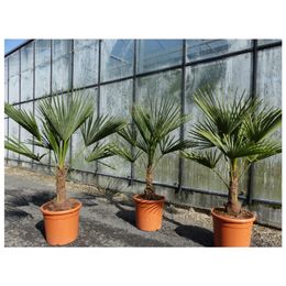 L Palme 120 - 130 cm Trachycarpus fortunei, Hanfpalme, winterhart + robust bis -18&deg;C