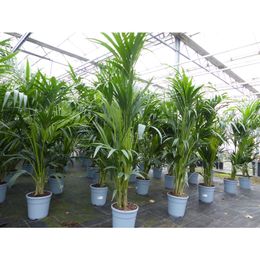 Kentia Premium Palme 160 - 180 cm bis 10 Pflanzen im Topf Howea forsteriana Zimmerpflanze B&uuml;ropflanze