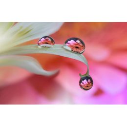 Fototapete papermoon "Zen Wassertropfen mit Blume Makro", bunt, B:3m L:2,23m, Vlies, Tapeten