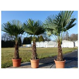 3 St&uuml;ck XXL Palme winterhart 200-220 cm Trachycarpus fortunei, Hanfpalme, Top-Qualit&auml;t