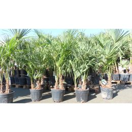 Trachycarpus fortunei Gruppe 150 - 170 cm Palme Hanfpalme, winterhart bis -18&deg;C