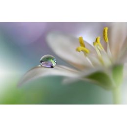 Fototapete papermoon "Zen Wassertropfen mit Blume Makro", bunt, B:3m L:2,23m, Vlies, Tapeten