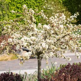 Zwerg-Zierapfel 'Tina' 5 Liter, 40 - 60 cm Liefergr&ouml;&szlig;e: 40 - 60 cm