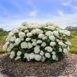 Ballhortensie 'FlowerWOW ' Liefergr&ouml;&szlig;e: 30 - 40 cm