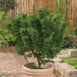 Gr&uuml;ner Bonsai-Ahorn 'Mikawa Yatsubusa' Liefergr&ouml;&szlig;e: 40 - 60 cm