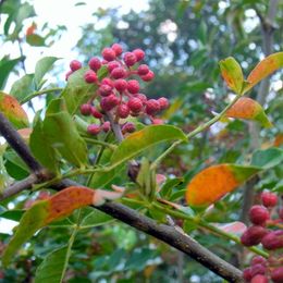 Zahnwehstrauch, Gelbholz, T&auml;uschende Stachelesche Liefergr&ouml;&szlig;e: 60 - 100 cm