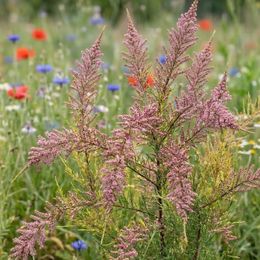 Sommer-Tamariske 'Rubra' Liefergr&ouml;&szlig;e: 60 - 80 cm