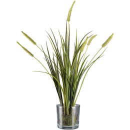 Kunstgras Creativ green "Grasbusch Miscanthus im Erdballen mit Glas", gr&uuml;n, H:63cm, Obermaterial: 100% Polyethylen, Kunstpflanzen