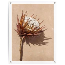 Poster Reinders "Schattenblume", braun (farbe bild(er): braun), B:60cm H:80cm T:0,1cm, Bilder, Poster, Garten - Trockenblumen - Exotisch - Braun - Leinwand - Blumen
