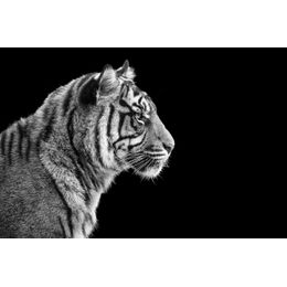 Fototapete papermoon "TIGER-L&Ouml;WE PUMA GEPARD JAGUAR SCHWARZ WEI&szlig; WANDBILD XXL", bunt, B:2,5m L:1,86m, Vlies, Tapeten