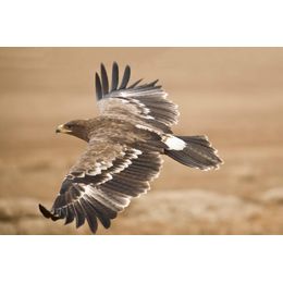 Fototapete papermoon "Der Steppenadler", bunt, B:2,5m L:1,9m, Vlies, Tapeten