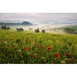 Fototapete papermoon "Photo-Art DANIEL &Aring;&tilde;E&Aring;&tilde;ICHA, TOSKANISCHER FR&Uuml;HLING", bunt, B:2,5m L:1,86m, Vlies, Tapeten