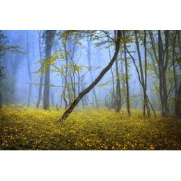Fototapete papermoon "WALD-HERBST NATUR LANDSCHAFT B&Auml;UME NEBEL BAUM BLUMEN", bunt, B:2,5m L:1,86m, Vlies, Tapeten