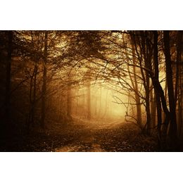 Fototapete papermoon "Dunkler Wald", bunt, B:2,5m L:1,86m, Vlies, Tapeten