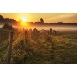 Fototapete papermoon "LANDSCHAFT-NATUR SONNENUNTERGANG B&Auml;UME WALD NEBEL BAUM", bunt, B:2,5m L:1,86m, Vlies, Tapeten