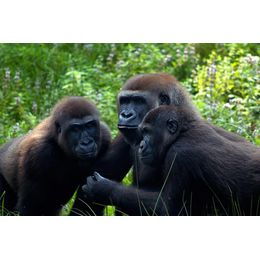 Fototapete papermoon "Gorilla-Treffen", bunt, B:2,5m L:1,9m, Vlies, Tapeten