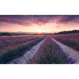 Vliestapete Komar "Digitaldruck Vlies - Lavender Dream - Gr&ouml;&szlig;e 450 x 280 cm", bunt, B:450m L:280m, Vlies, Tapeten, Wohnzimmer, Schlafzimmer