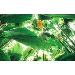 Vliestapete Komar "Digitaldruck Vlies - Dschungeldach II - Gr&ouml;&szlig;e 450 x 280 cm", gr&uuml;n, B:450m L:280m, Vlies, Tapeten, Wohnzimmer, Schlafzimmer