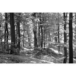 Fototapete papermoon "Wald Schwarz & Wei&szlig;", schwarz (schwarz, wei&szlig;), B:2,5m L:1,86m, Vlies, Tapeten