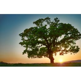 Fototapete papermoon "BAUM-NATUR LANDSCHAFT HERBST WALD B&Auml;UME SONNENUNTERGANG", bunt, B:2,5m L:1,86m, Vlies, Tapeten