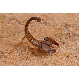 Fototapete papermoon "Aggressiver Skorpion", bunt, B:2,5m L:1,9m, Vlies, Tapeten