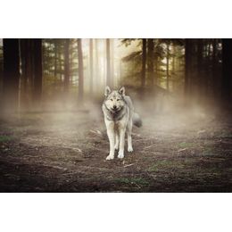 Fototapete papermoon "Wolf im Wald", bunt, B:2,5m L:1,86m, Vlies, Tapeten