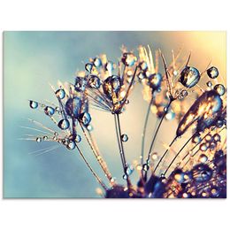 Glasbild Artland "Pusteblume Glitzertau", blau (farbe bild(er): blau), B:80cm H:60cm, Bilder, in verschiedenen Gr&ouml;&szlig;en