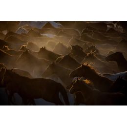 Fototapete papermoon "Photo-Art RAMIZ SAHIN, NATURPFERDE HERDE", bunt, B:2,5m L:1,86m, Vlies, Tapeten