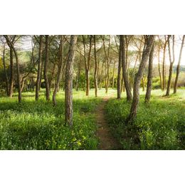 Vliestapete Komar "Digitaldruck Vlies - Bl&uuml;tenzauberwald - Gr&ouml;&szlig;e 450 x 280 cm", bunt, B:450m L:280m, Vlies, Tapeten, Wohnzimmer, Schlafzimmer