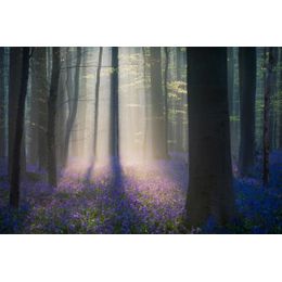 Fototapete papermoon "Photo-Art ADRIAN POPAN, SAMTLICHT", bunt, B:2,5m L:1,86m, Vlies, Tapeten