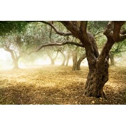 Fototapete papermoon "Old Olive Trees", bunt, B:2,5m L:1,86m, Vlies, Tapeten