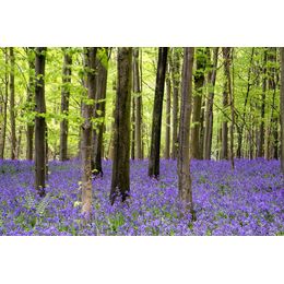 Fototapete papermoon "Wald", bunt, B:2,5m L:1,86m, Vlies, Tapeten