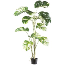 Kunstbaum Creativ green "Monstera deliciosa variegata", gr&uuml;n (gr&uuml;nwei&szlig;), H:160cm, Kunststoff, Kunstpflanzen, mit gr&uuml;n-wei&szlig;en Bl&auml;ttern