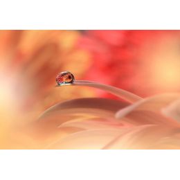Fototapete papermoon "Zen Wassertropfen mit Blume Makro", bunt, B:2,5m L:1,86m, Vlies, Tapeten