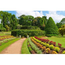 Fototapete papermoon "GARTEN-BLUMEN B&Auml;UME PFLANZEN PARK STEINE WALD BL&Uuml;TEN", bunt, B:2,5m L:1,86m, Vlies, Tapeten