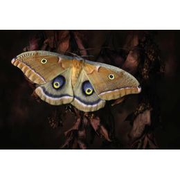Fototapete papermoon "Photo-Art JIMMY HOFFMAN, POLYPHEMUS, SCHMETTERLING", bunt, B:2,5m L:1,86m, Vlies, Tapeten