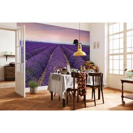 Fototapete Komar "Vlies Fototapete - Provence - Gr&ouml;&szlig;e 400 x 260 cm", lila (gr&uuml;n,lila,rosa), B:400m H:260m, Vlies, Tapeten