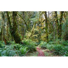 Fototapete papermoon "TROPISCHER WALD-BAUM DSCHUNGEL FARNE", bunt, B:2,5m L:1,86m, Vlies, Tapeten
