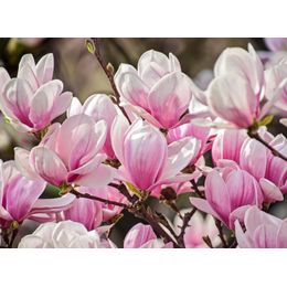 Fototapete papermoon "Magnolia Flowers", bunt, B:2,5m L:1,86m, Vlies, Tapeten