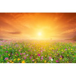 Fototapete papermoon "Kosmos Blumenfeld", bunt, B:2,5m L:1,86m, Vlies, Tapeten