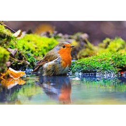 Fototapete papermoon "Vogel im Wasser", bunt, B:2,5m L:1,86m, Vlies, Tapeten