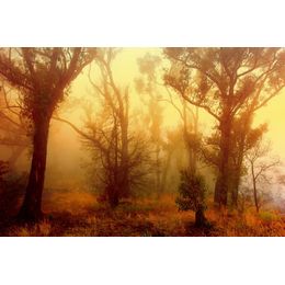 Fototapete papermoon "Wald", bunt, B:2,5m L:1,86m, Vlies, Tapeten