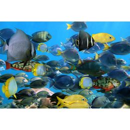 Fototapete papermoon "Fische", bunt, B:2,5m L:1,86m, Vlies, Tapeten